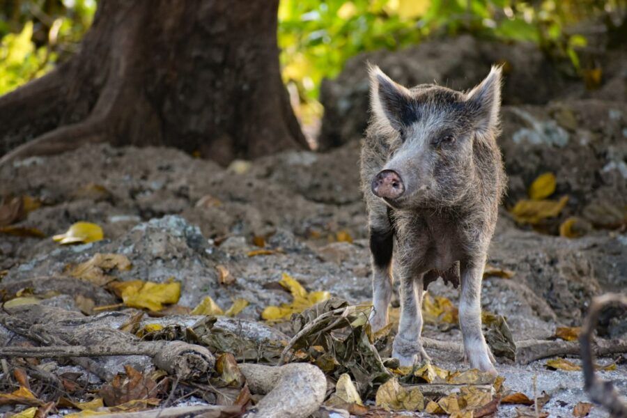 15 Best Things to Do on Mitiaro - Cook Islands Pocket Guide