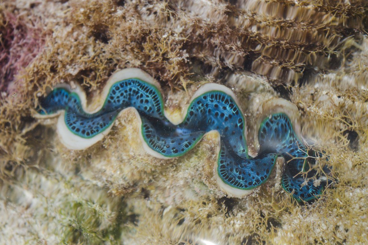 The Complete Travel Guide to the Southern Cook Islands 👒 - Cook Islands ...