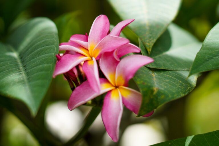 The Complete Travel Guide to Mitiaro - Cook Islands Pocket Guide