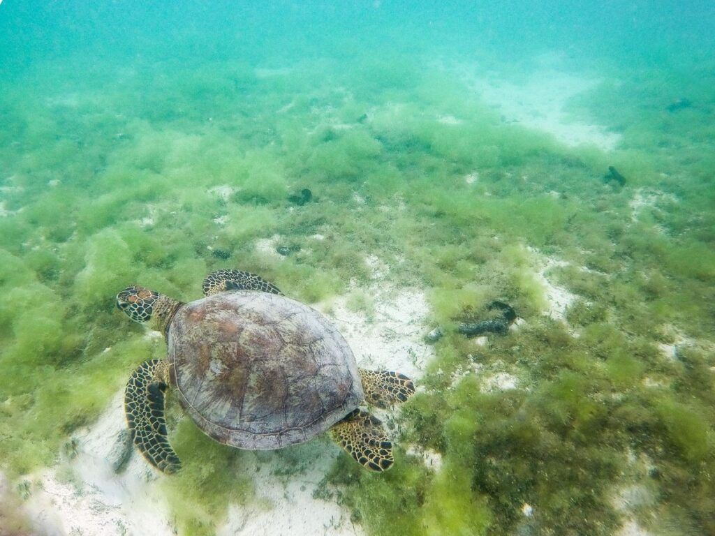 The Best Snorkelling in Rarotonga: Top 7 Places to Snorkel