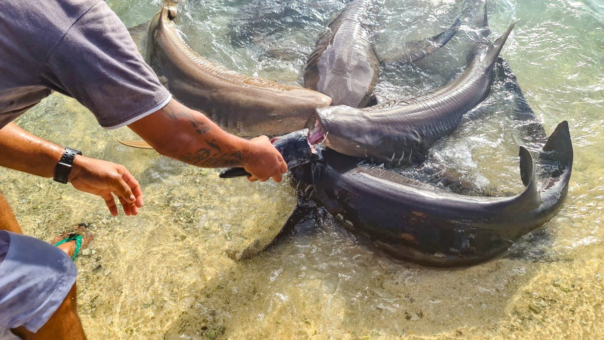 10 Best Things to Do in the Northern Cook Islands - Cook Islands Pocket ...