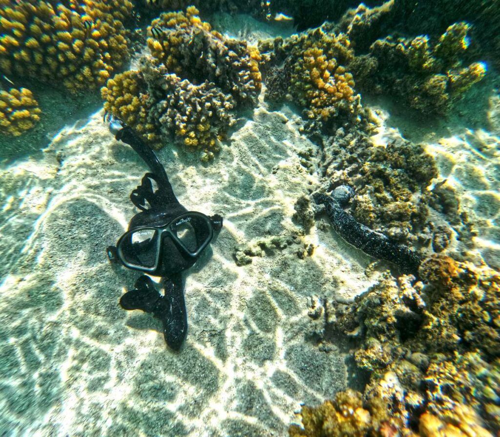 The Best Snorkelling in Rarotonga: Top 7 Places to Snorkel