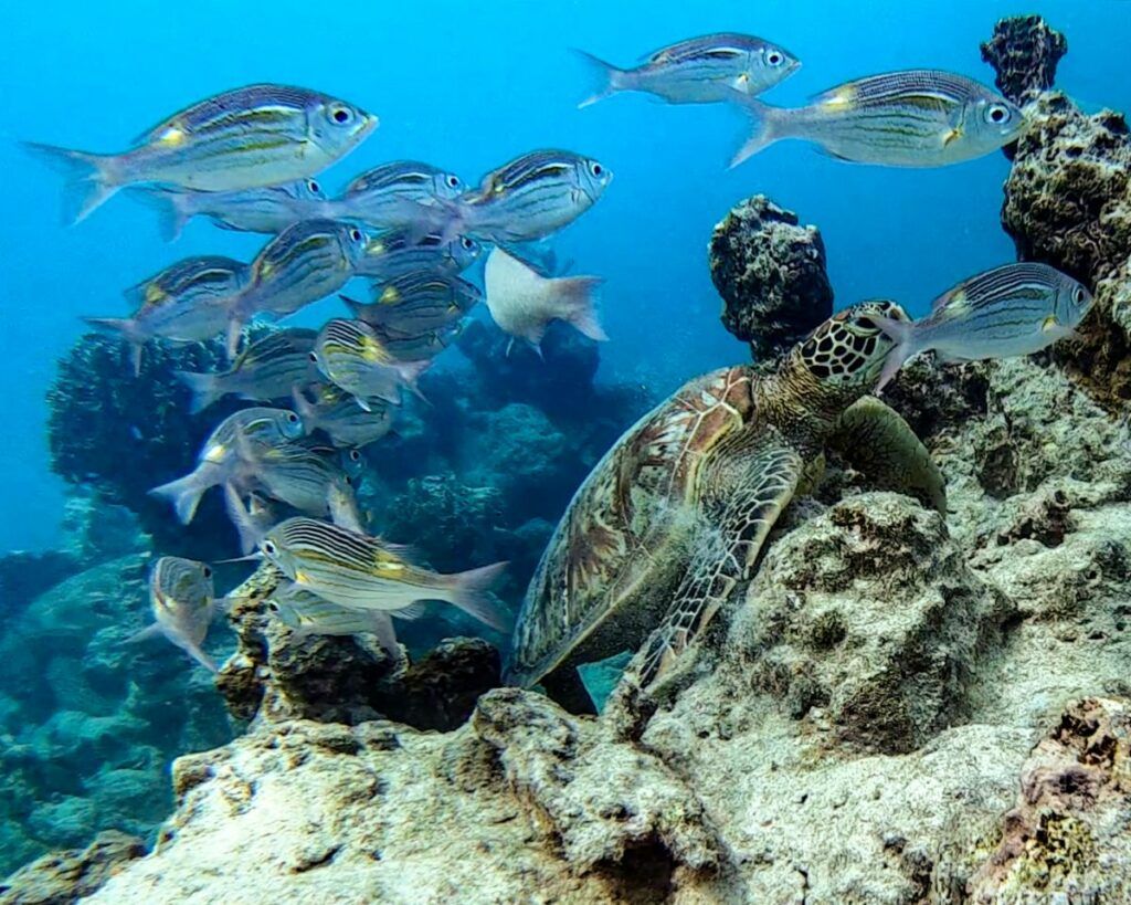 The Complete Travel Guide to the Southern Cook Islands 👒 - Cook Islands ...