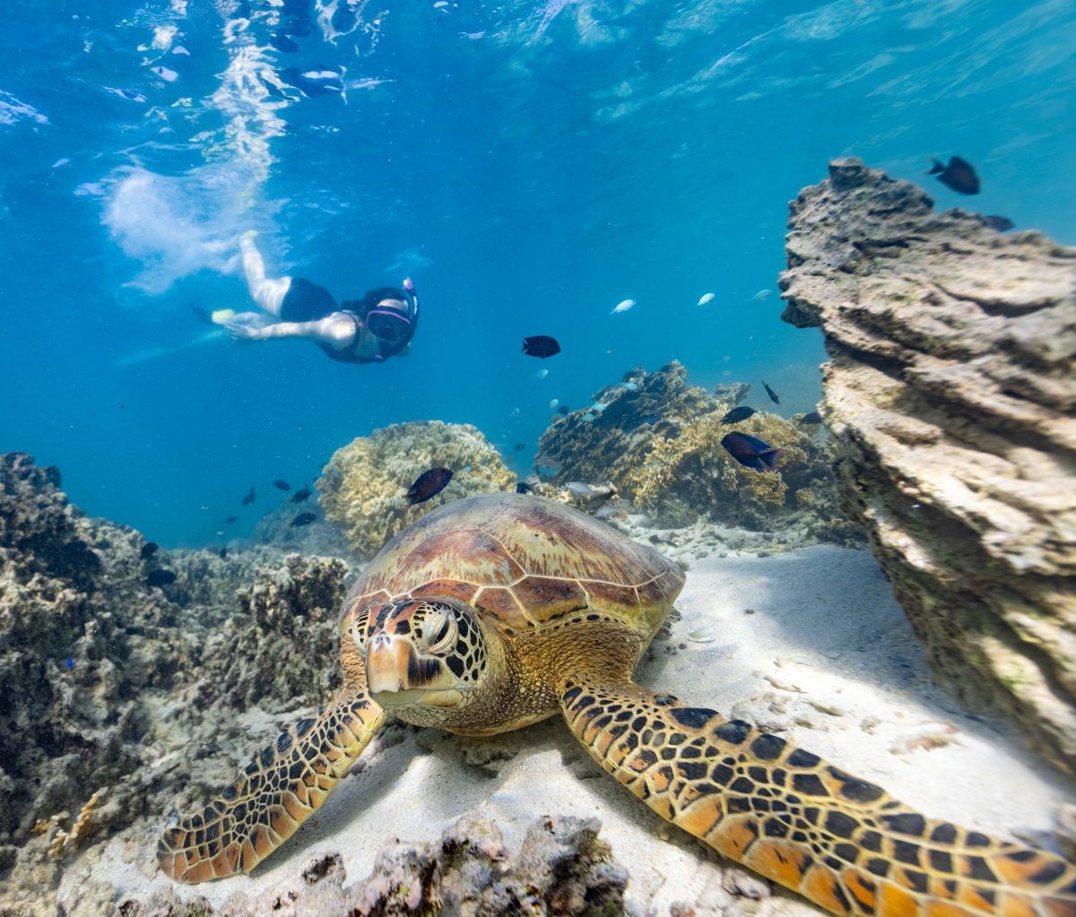 20 Animals & Birds in Rarotonga & the Cook Islands