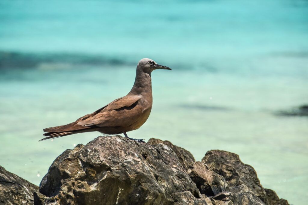 20 Animals & Birds in Rarotonga & the Cook Islands 🐦 - Cook Islands ...