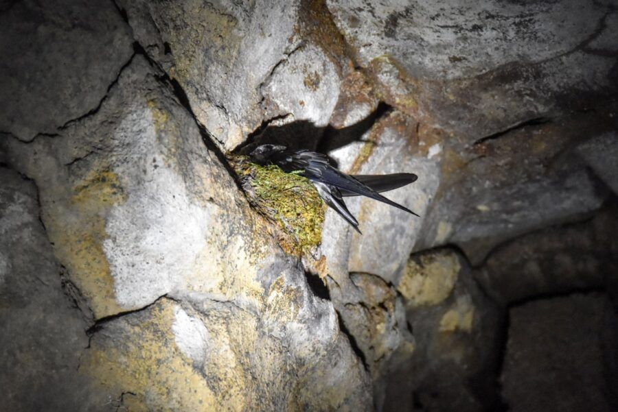 20 Animals & Birds in Rarotonga & the Cook Islands