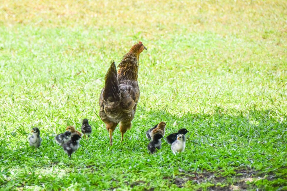 20 Animals & Birds in Rarotonga & the Cook Islands