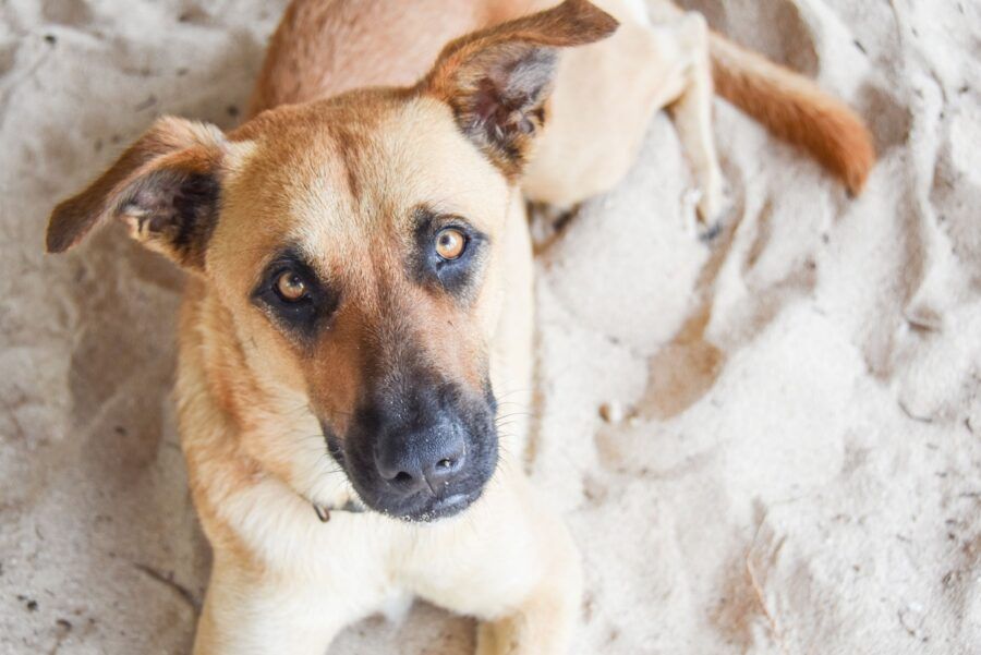 Wildlife in the Cook Islands: Animals in the Cook Islands & Where to ...