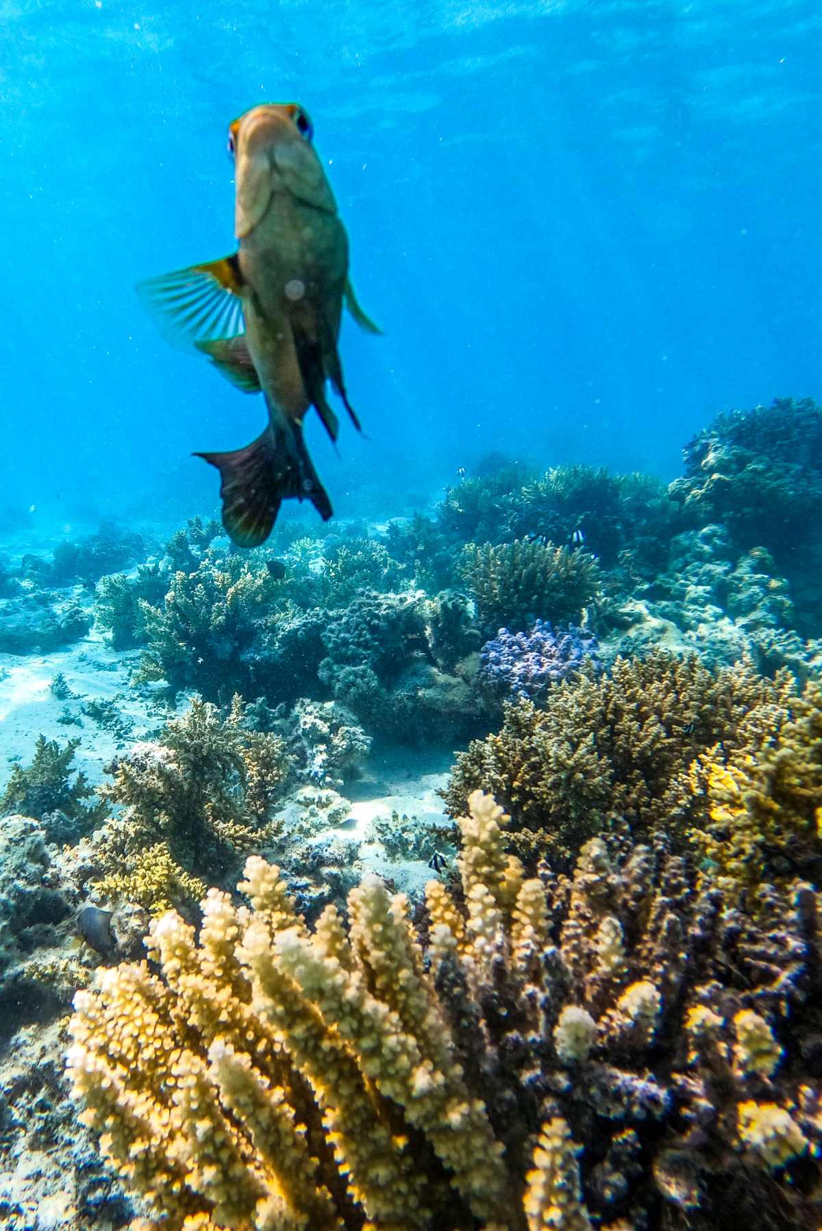 Wildlife in the Cook Islands: Animals in the Cook Islands & Where to ...