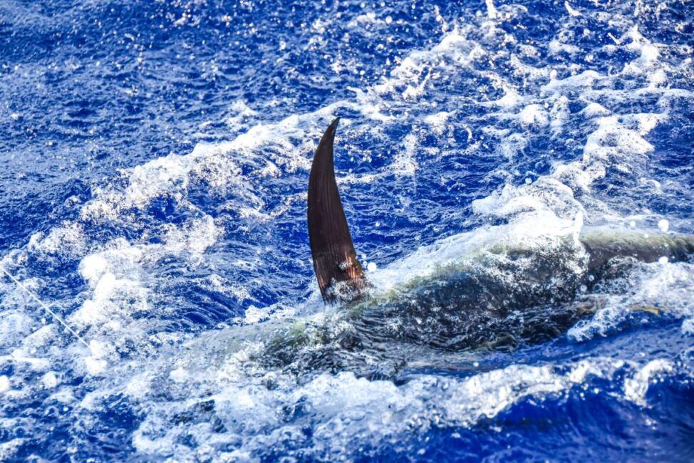 Fishing in the Cook Islands: The Types of Fish in Rarotonga & the Cook ...