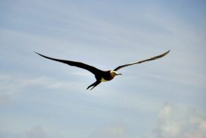 Wildlife in the Cook Islands: Animals in the Cook Islands & Where to ...