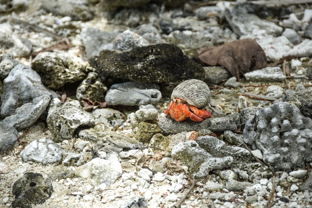 20 Animals & Birds in Rarotonga & the Cook Islands