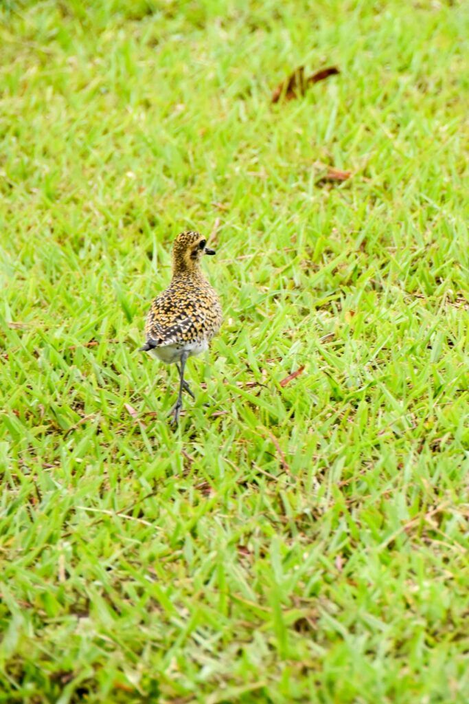 20 Animals & Birds in Rarotonga & the Cook Islands 🐦 - Cook Islands ...
