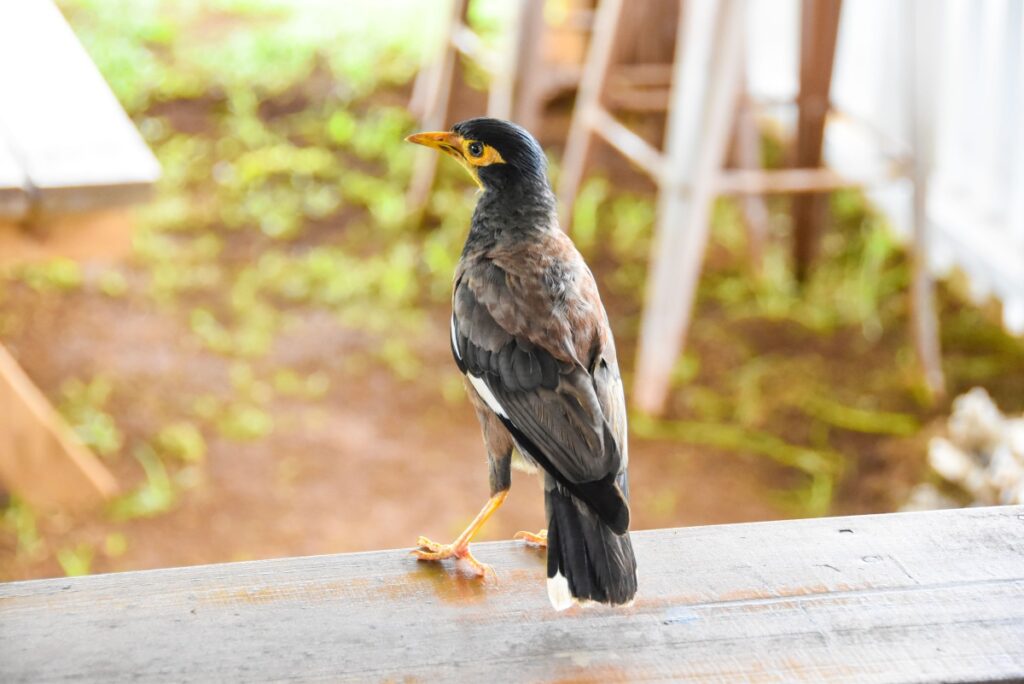 20 Animals & Birds in Rarotonga & the Cook Islands 🐦 - Cook Islands ...