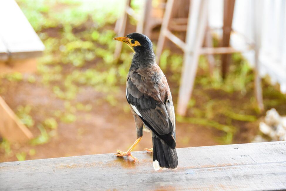 20 Animals & Birds in Rarotonga & the Cook Islands