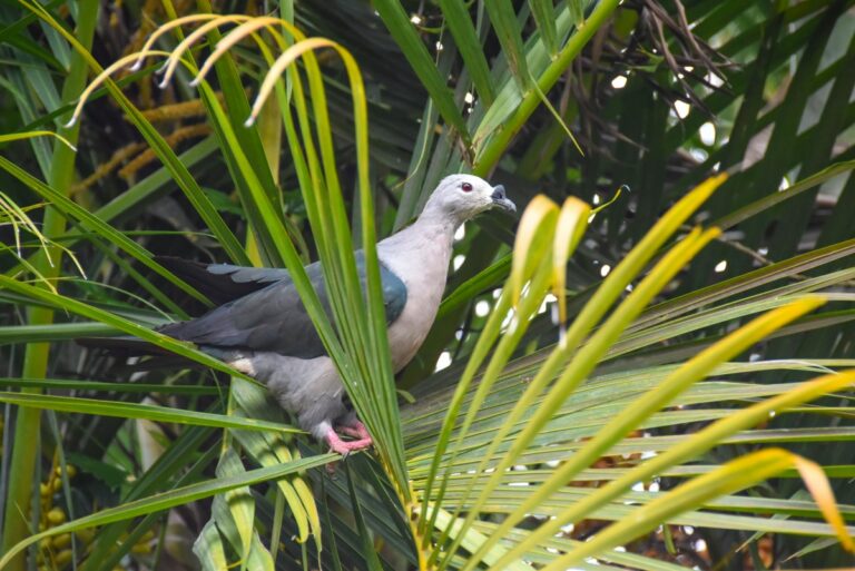 20 Animals & Birds in Rarotonga & the Cook Islands