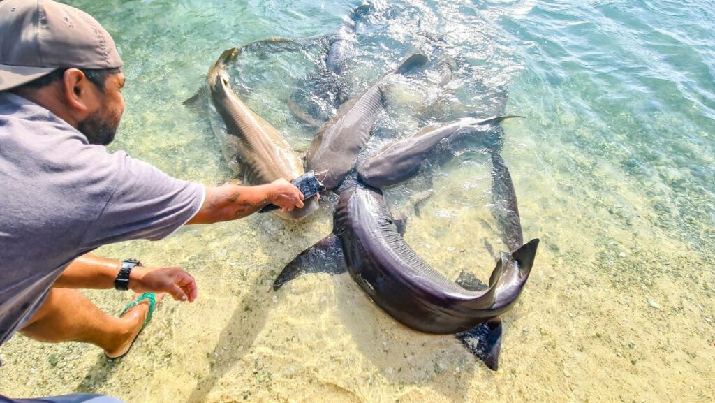 101 Best Things to Do in the Cook Islands: The Ultimate List [2024]