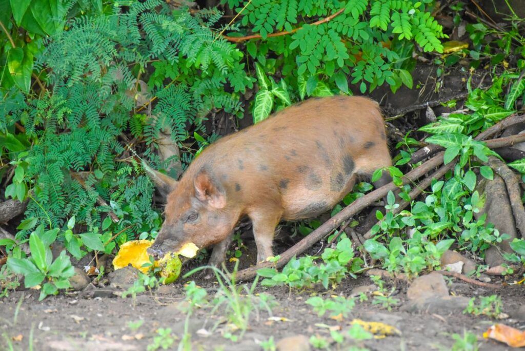 20 Animals & Birds in Rarotonga & the Cook Islands 🐦 - Cook Islands ...