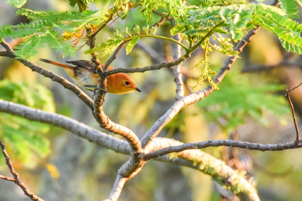 20 Animals & Birds in Rarotonga & the Cook Islands 🐦 - Cook Islands ...