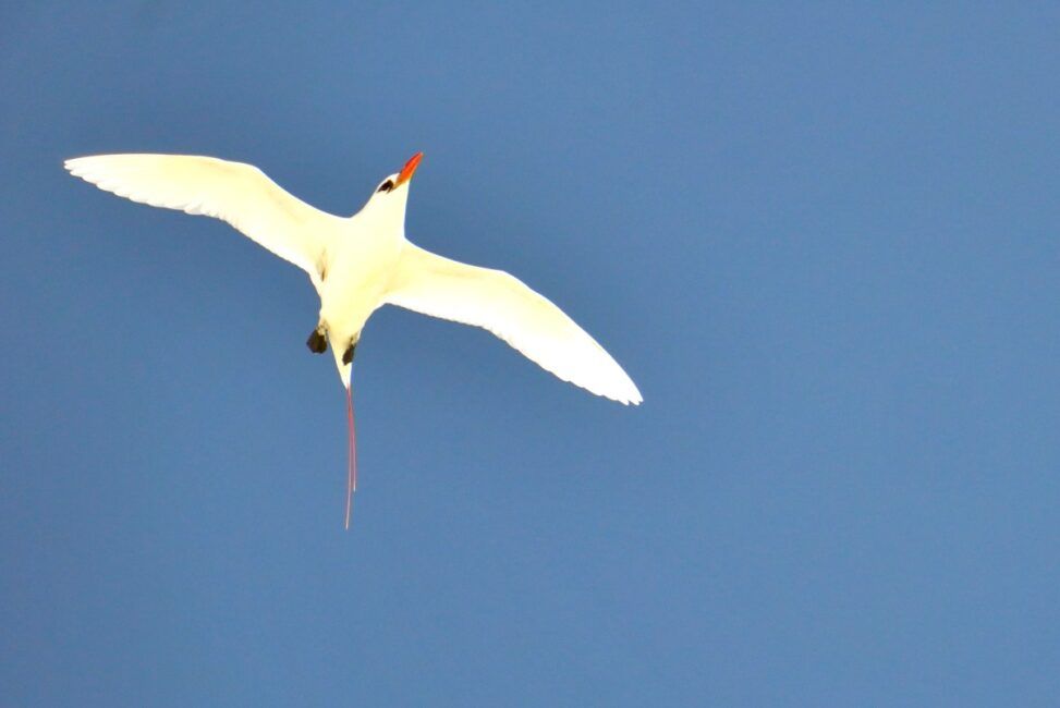 20 Animals & Birds in Rarotonga & the Cook Islands