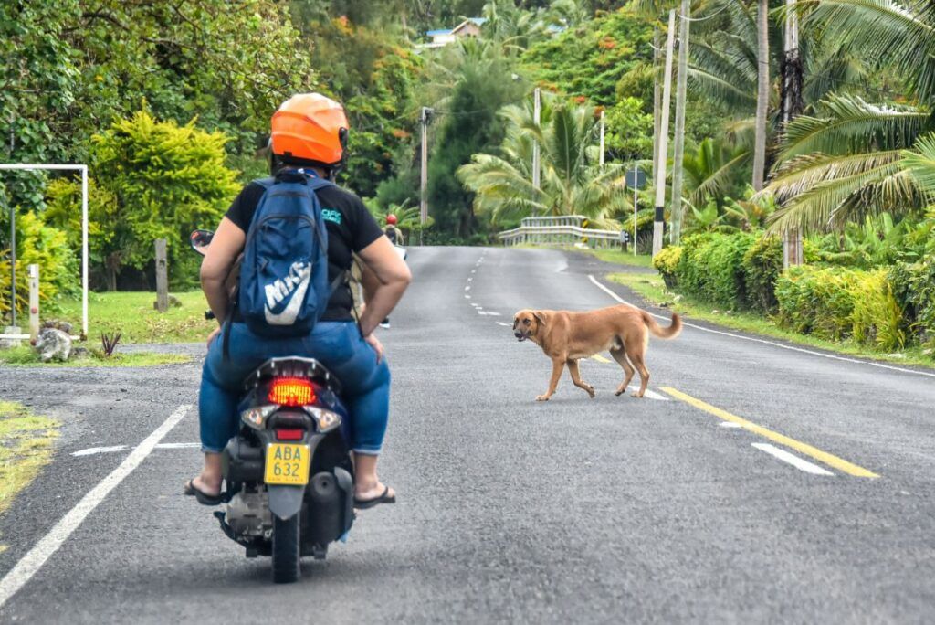 10 Safety Tips for Driving in Rarotonga & the Cook Islands - Cook ...