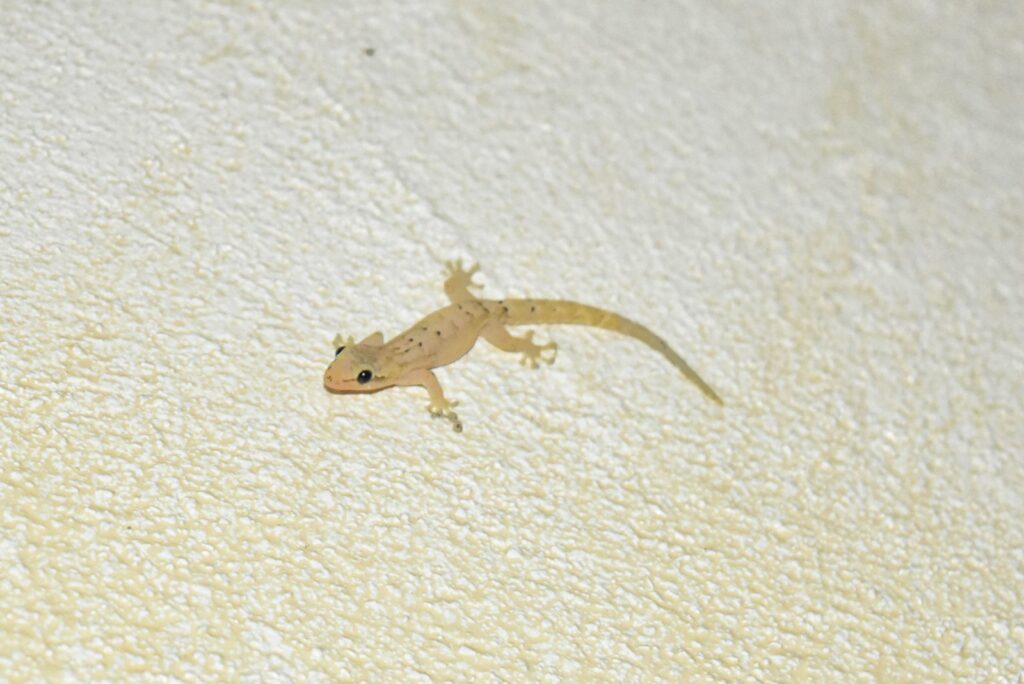 Wildlife in the Cook Islands: Animals in the Cook Islands & Where to ...