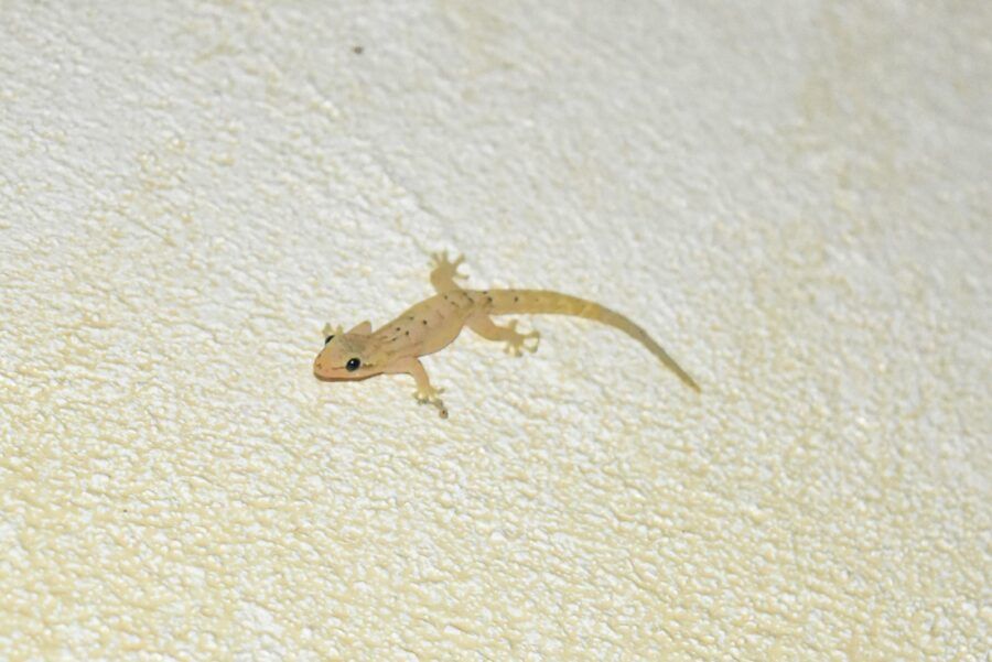 Wildlife in the Cook Islands: Animals in the Cook Islands & Where to ...