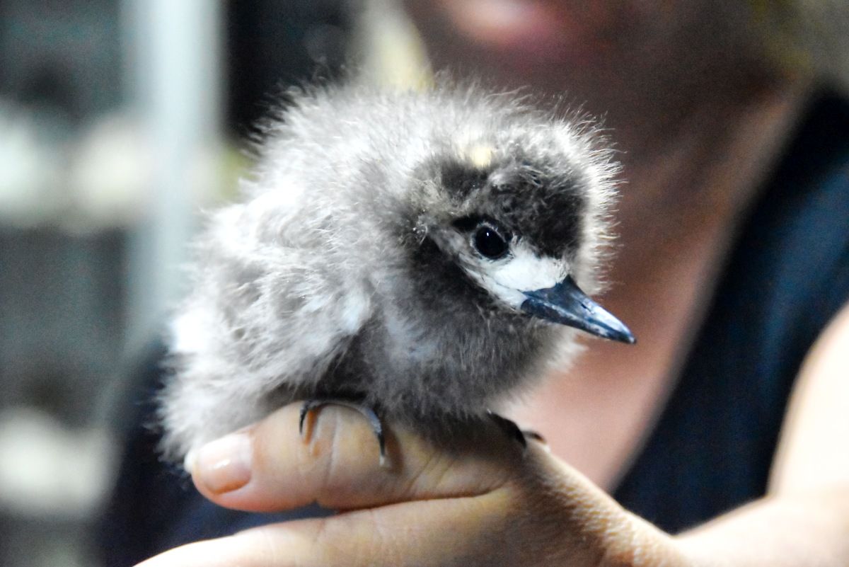20 Animals & Birds in Rarotonga & the Cook Islands