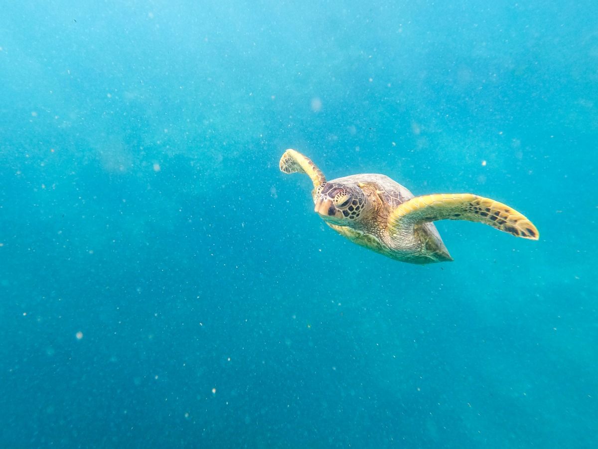 Wildlife in the Cook Islands: Animals in the Cook Islands & Where to ...