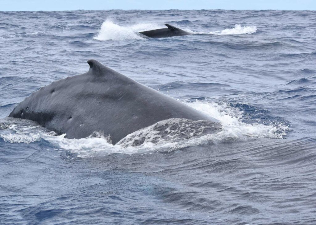Cook Islands Whale Season: The Best Time to See Whales in the Cook Islands