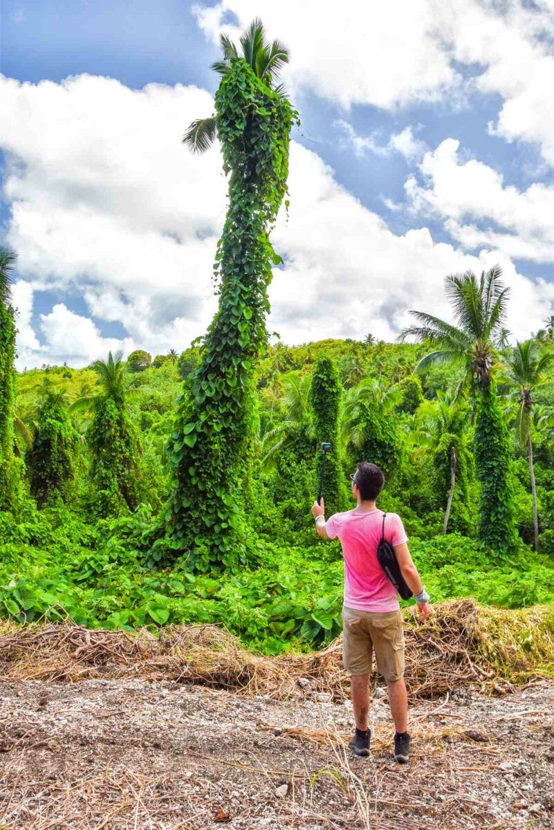 Wildlife in the Cook Islands: Animals in the Cook Islands & Where to ...