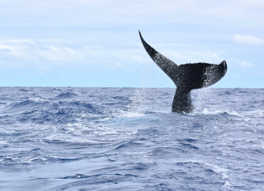 6 Best Whale Watching (& Swimming) Tours in the Cook Islands