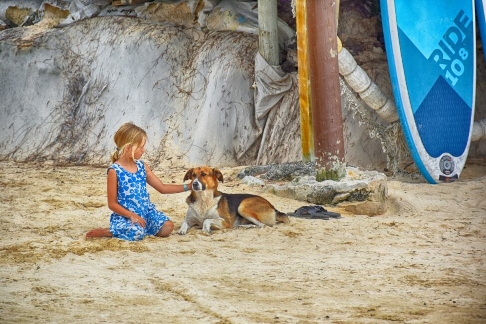 20 Animals & Birds in Rarotonga & the Cook Islands
