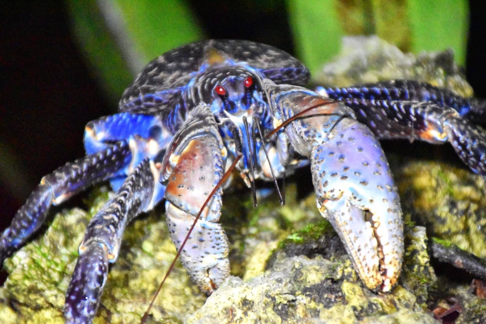 20 Animals & Birds in Rarotonga & the Cook Islands