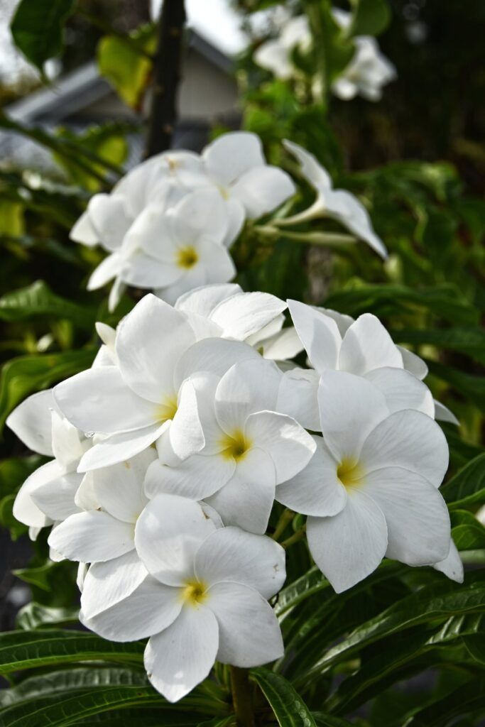 10 Best Guesthouses in Rarotonga & the Cook Islands - Cook Islands ...