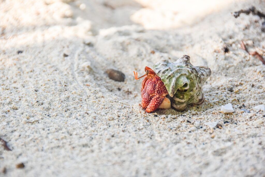 Fun Facts About the Cook Islands for Kids - Cook Islands Pocket Guide