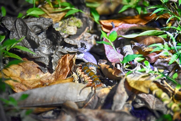 Cook Islands Safety Tips: Is it Safe to Travel to Rarotonga & the Cook ...