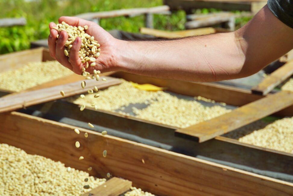 16 Best Foodie Experiences in the Cook Islands 🥭 2025