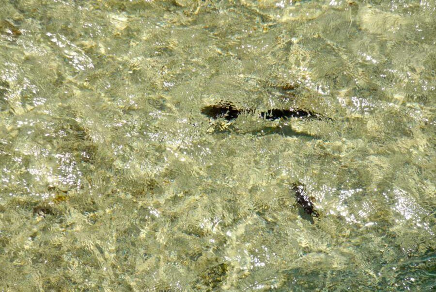 10 Best Fishing Charters in the Cook Islands 🐟 2025